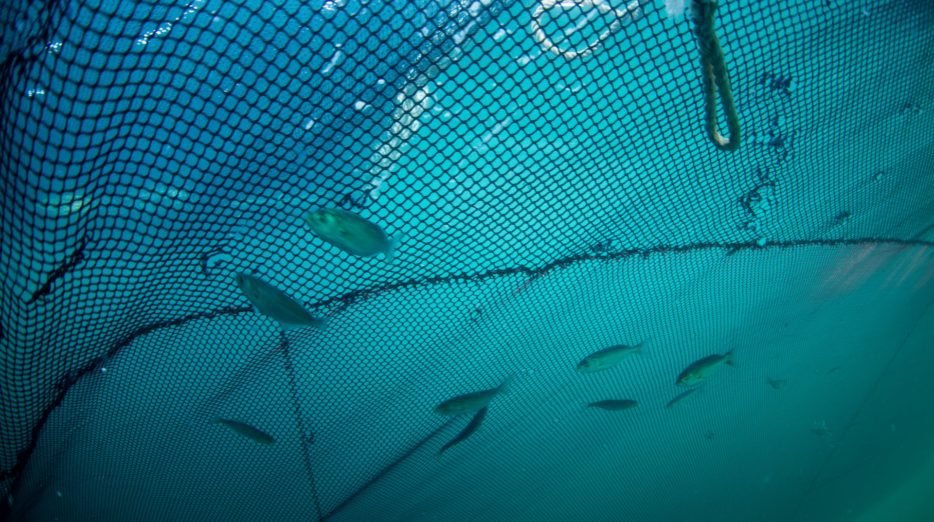 Custom & Knotted Netting | RF Ederer
