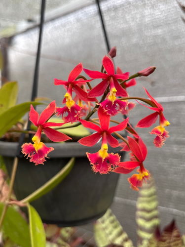 Epidendrum Schomburgkia X Epidendrum Calanthum verde | orquideasdosfrades