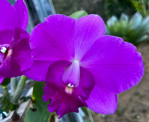 LC Aloha Case | orquideasdosfrades