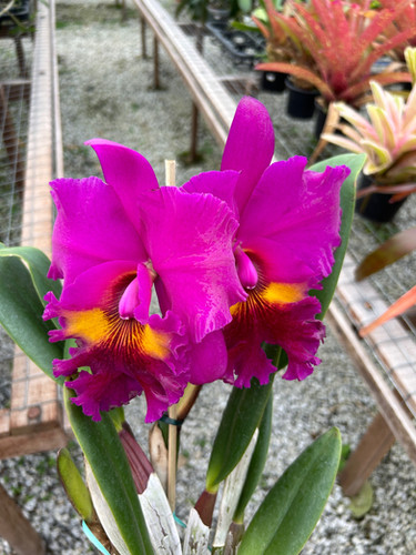 BLC King of Taiwan | orquideasdosfrades