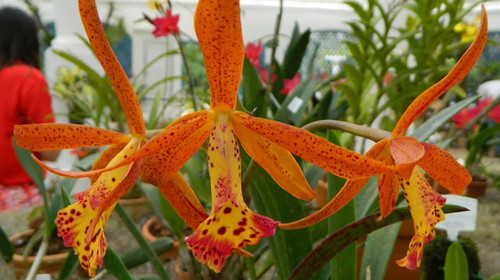 BLC Rustic Spots | orquideasdosfrades