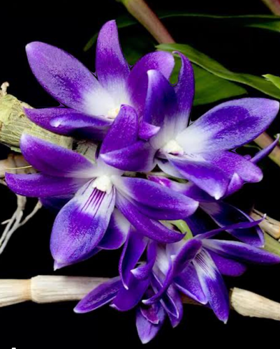 Dendrobium Victoria Reginae (Japan Select x Philippines Select ...
