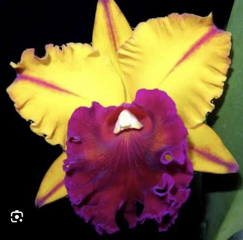 RLC Taiwan Golden Peacock | orquideasdosfrades