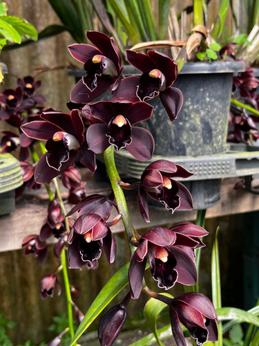 Cymbidium Black Shower | orquideasdosfrades