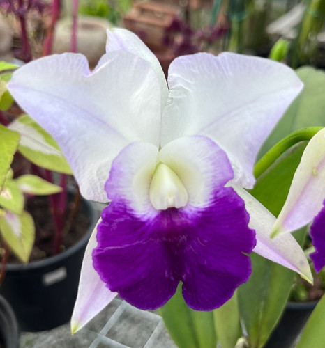 LC Memoria Robert Strait Blue Hawaii | orquideasdosfrades