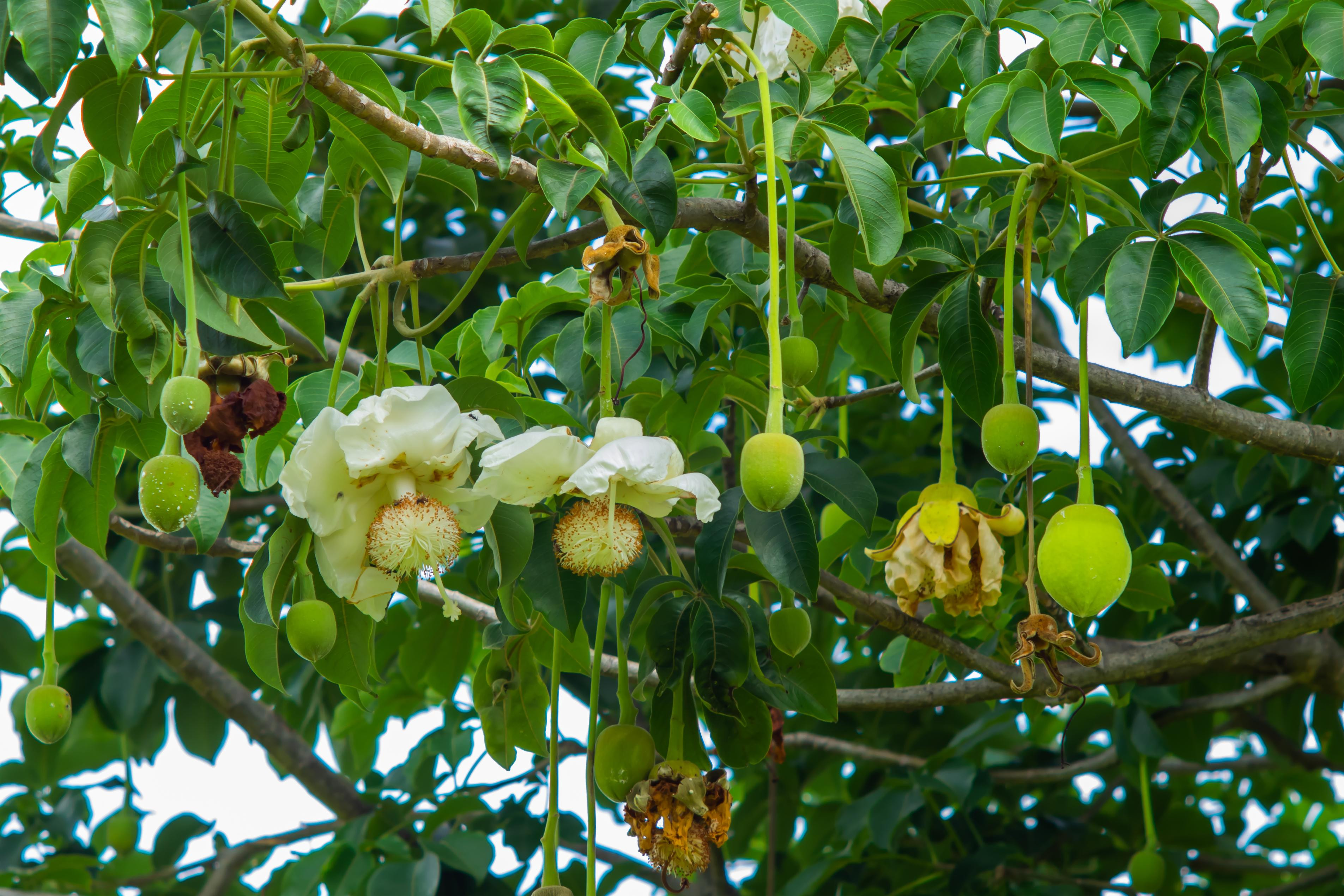 Baobab
