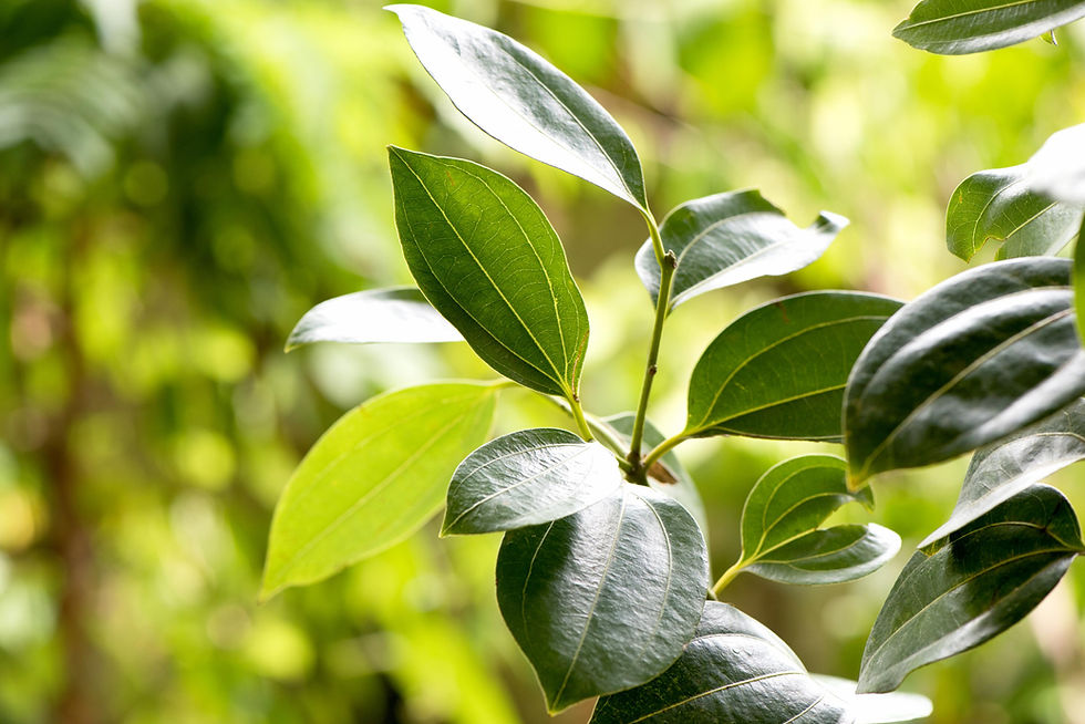 Vietnamese Cinnamon tree