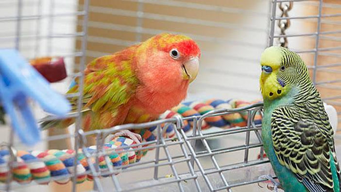 Psittacosis; The Parrot Fever and Innovations in Diagnosis