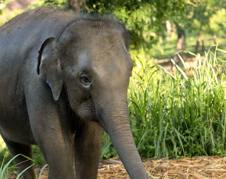 Projects (All) | Elephant Kingdom San