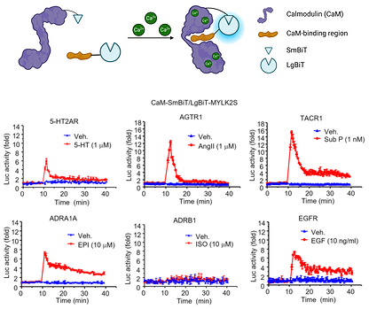 GPCR Laboratory | Korea University College of Medicine, Seoul, Korea.