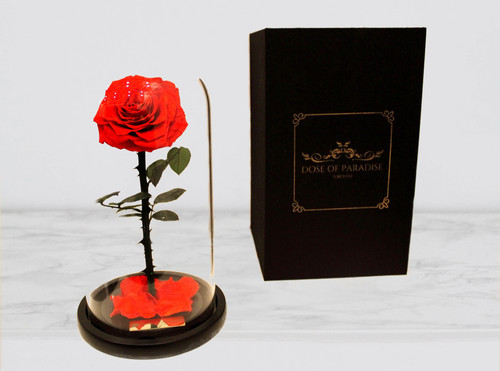 Red Eternal Rose Dome | Dose of Paradise
