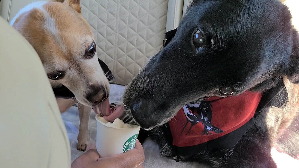 A Wish List for My Dogs