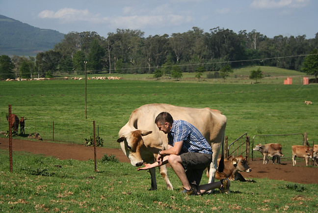 Our Story | Jersey Cow Co