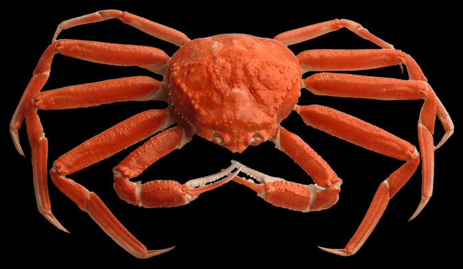 Canadian Snow Crab | Quinlan Brothers Ltd.
