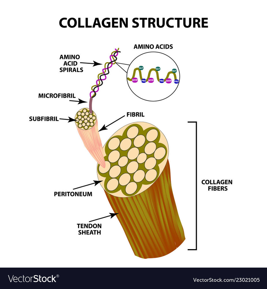 Collagen as an active ingredient - Does it work?.