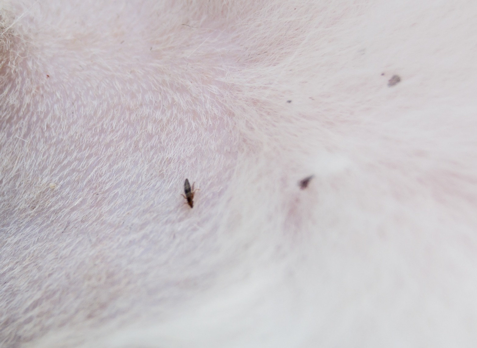 Flea Pest Control | Chelmsford Pest Control | Essex UK