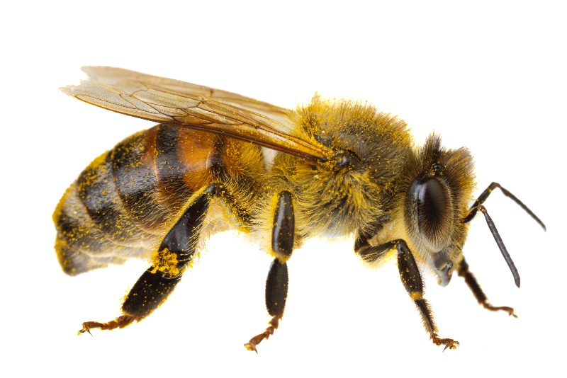 Bee Pest Control | Chelmsford Pest Control | Essex UK