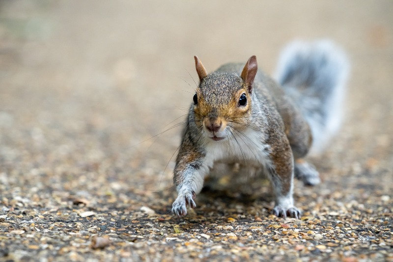 Squirrel Pest Control | Chelmsford Pest Control | Essex UK