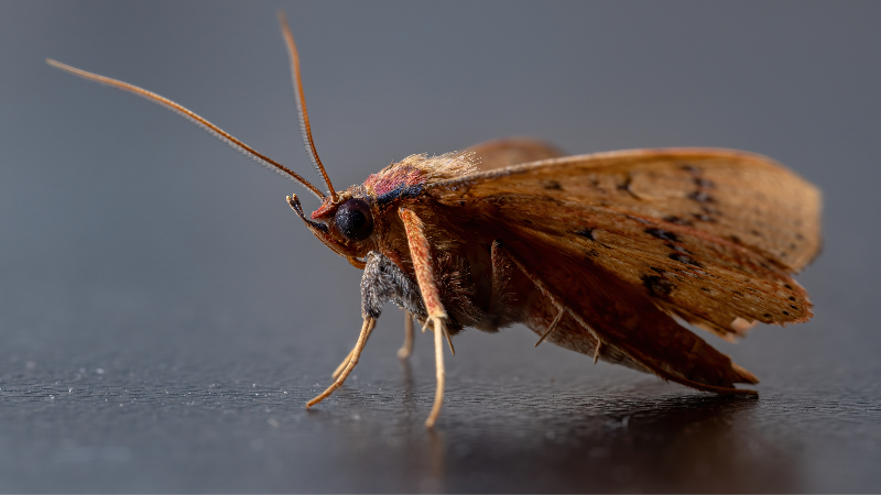 Moth Pest Control | Chelmsford Pest Control | Essex UK