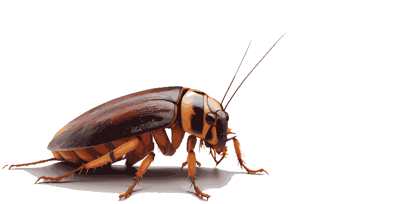 Cockroach Pest Control | Chelmsford Pest Control | Essex UK