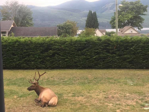 Youbou Bar & Grill | Youbou, BC