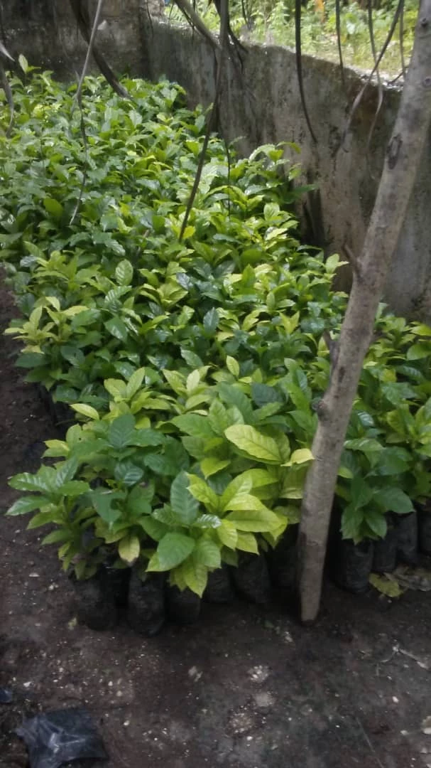 Blog | Haitian Trees