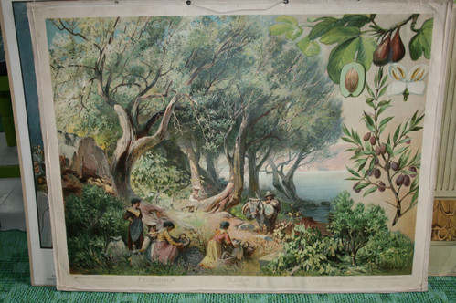 Opetustaulu viikunapuu | Herra Hoo