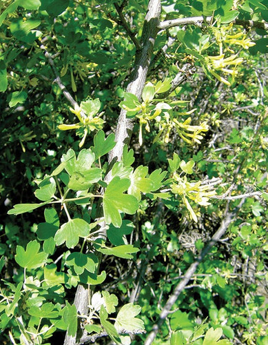Currant, Golden- Bundle of 25 Trees | stillwatercd.com