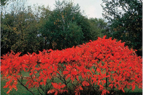 Sumac, Smooth | stillwatercd.com