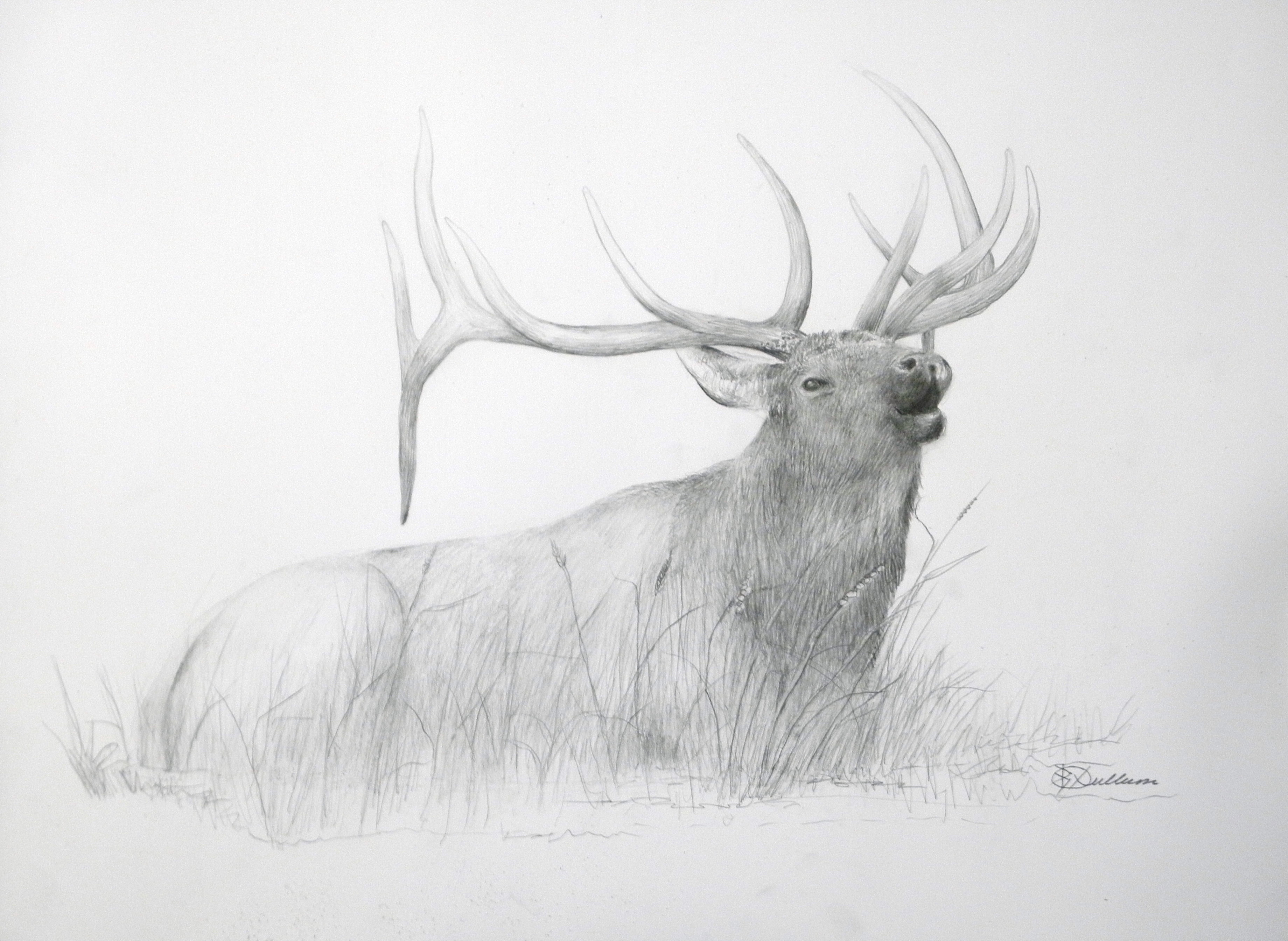 Wildlife Art by Bill Cullum | Graphite Prints, Oils, Pastels...