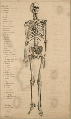 SKELETON CHART | Sinister store