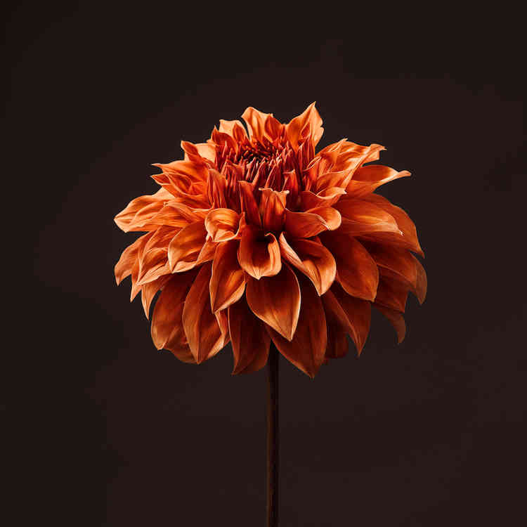 Alex ten Napel Portrait Photography