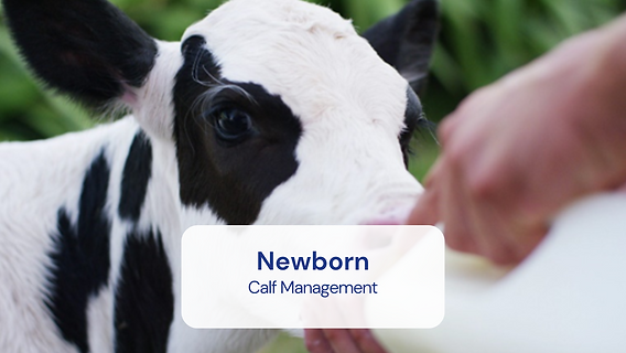 newborn calf protocol