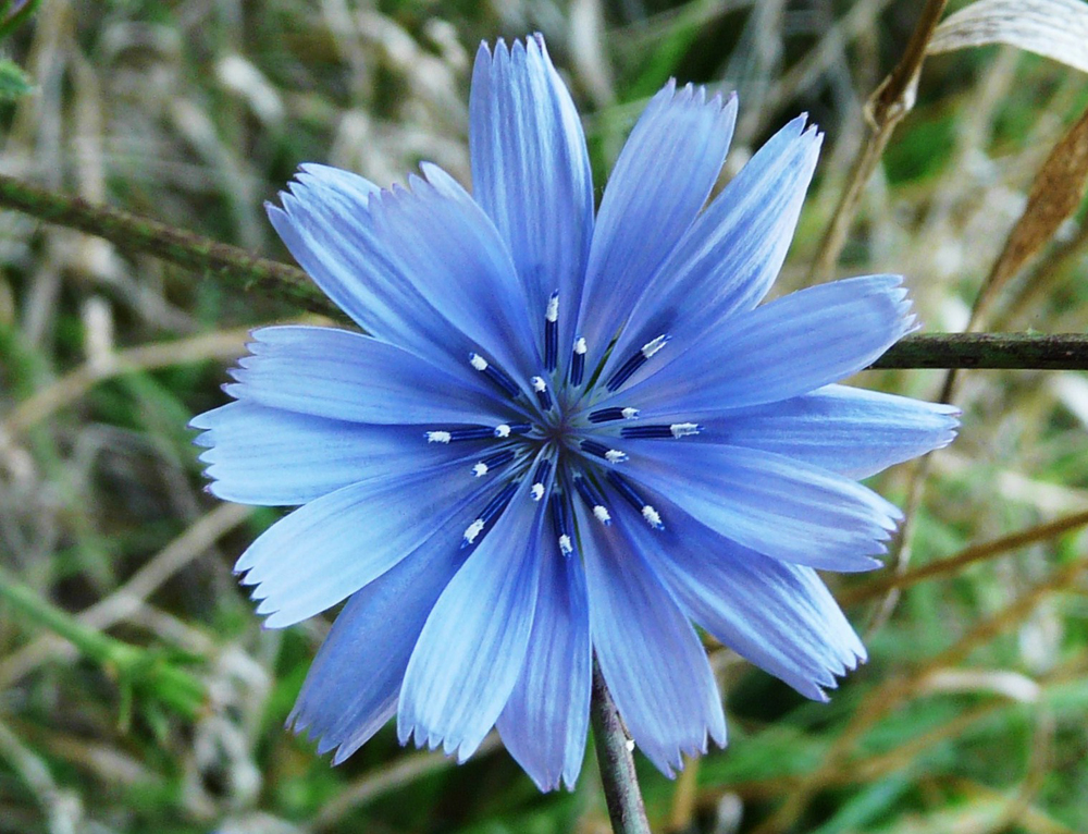 Get to Know: Chicory