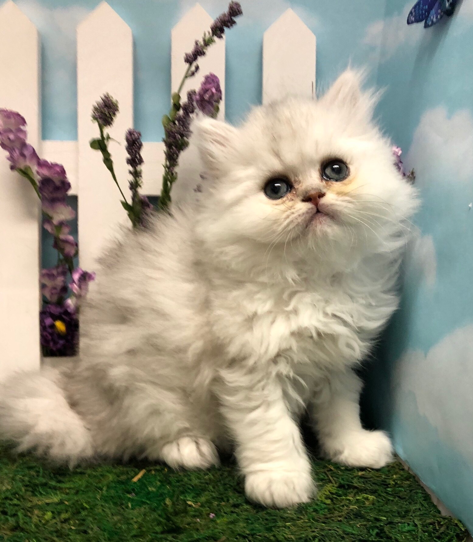 Past Kittens | Beautiful Persian Kittens For Sale in North Texas