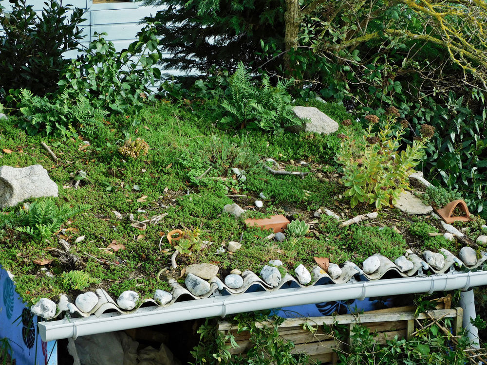 Créer un toit végétalisé