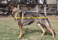 traumwolf