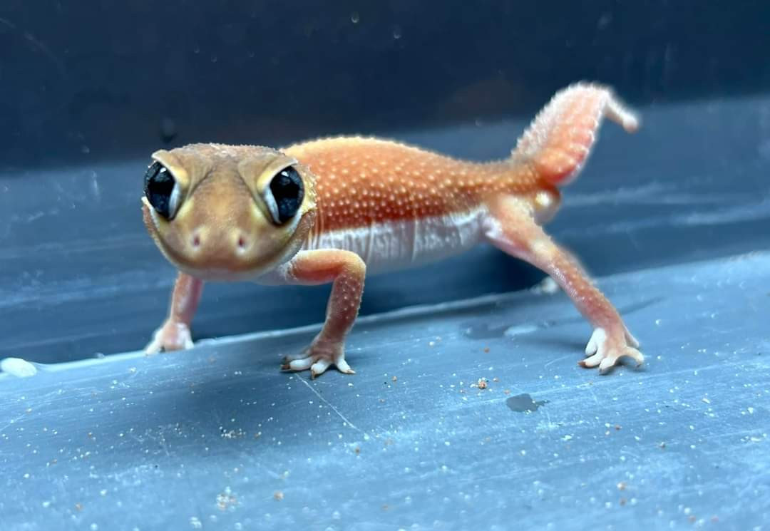 Gecko's | Echos Lizard Land