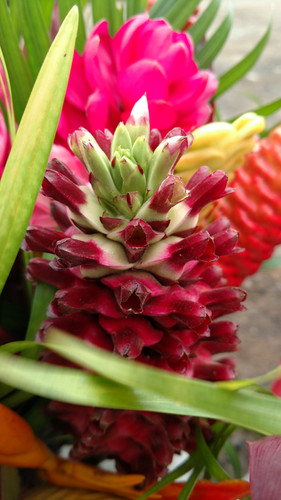 Costus Spectabilis | kaelekutropicals