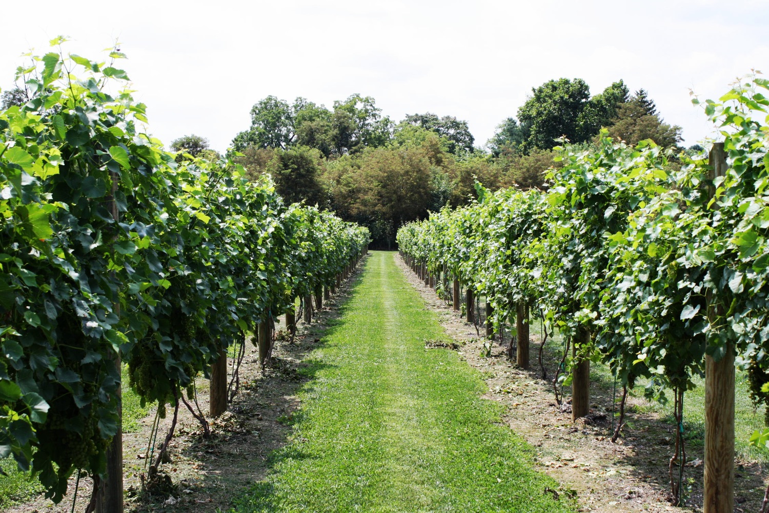 Thunder Ridge Vineyards