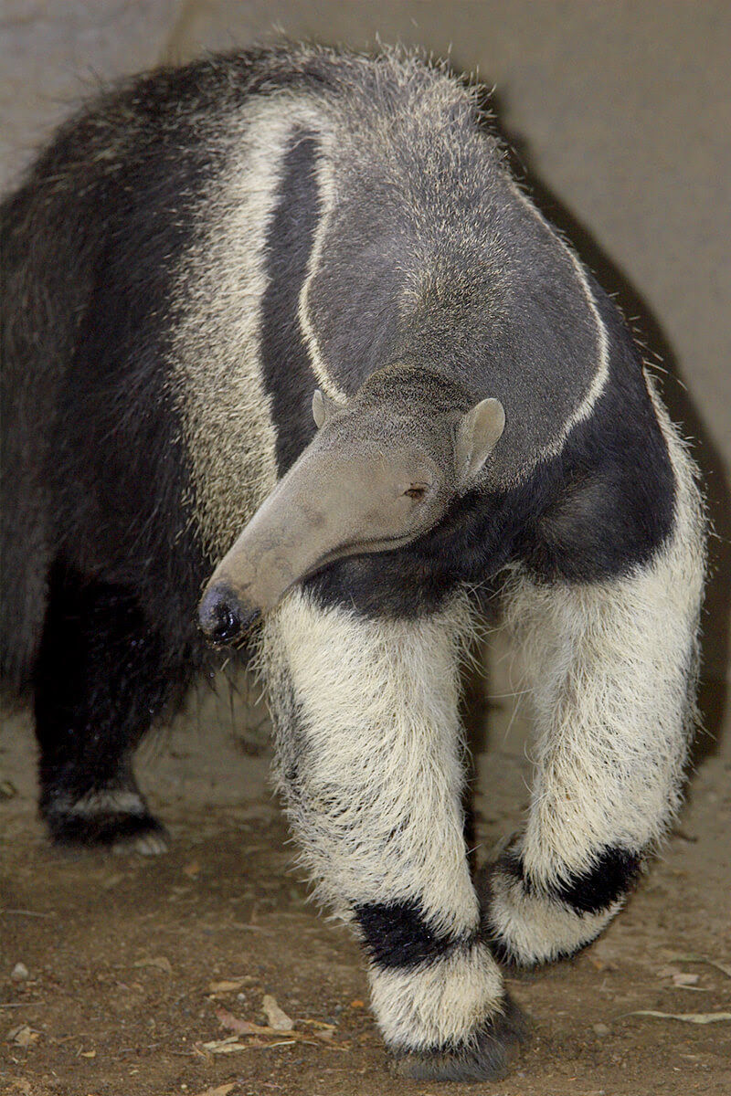 YOUR SCIENCE FACT OF THE DAY: Giant Anteaters Smell 40x Better Than Humans