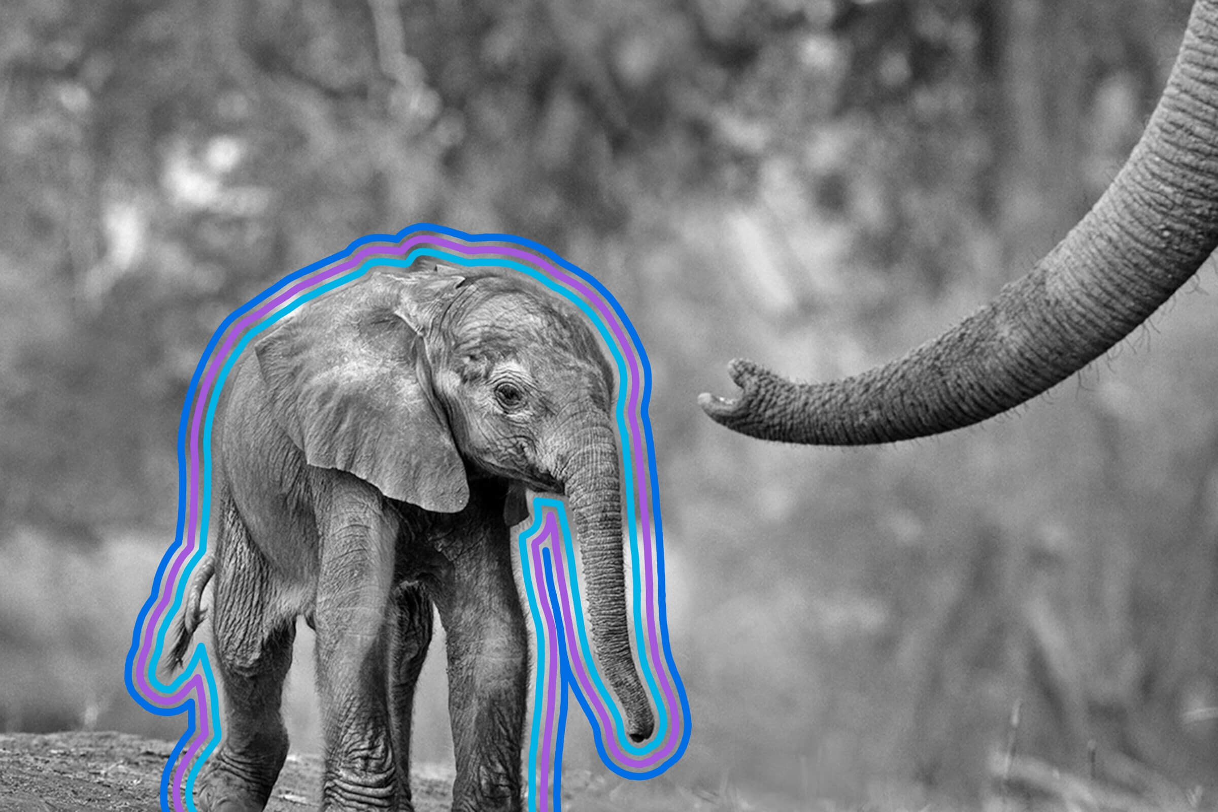7 Memorable facts about elephants