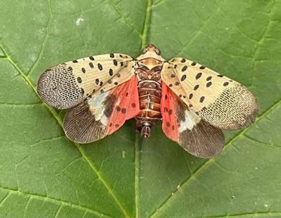 Another invasive insect moves into Georgia