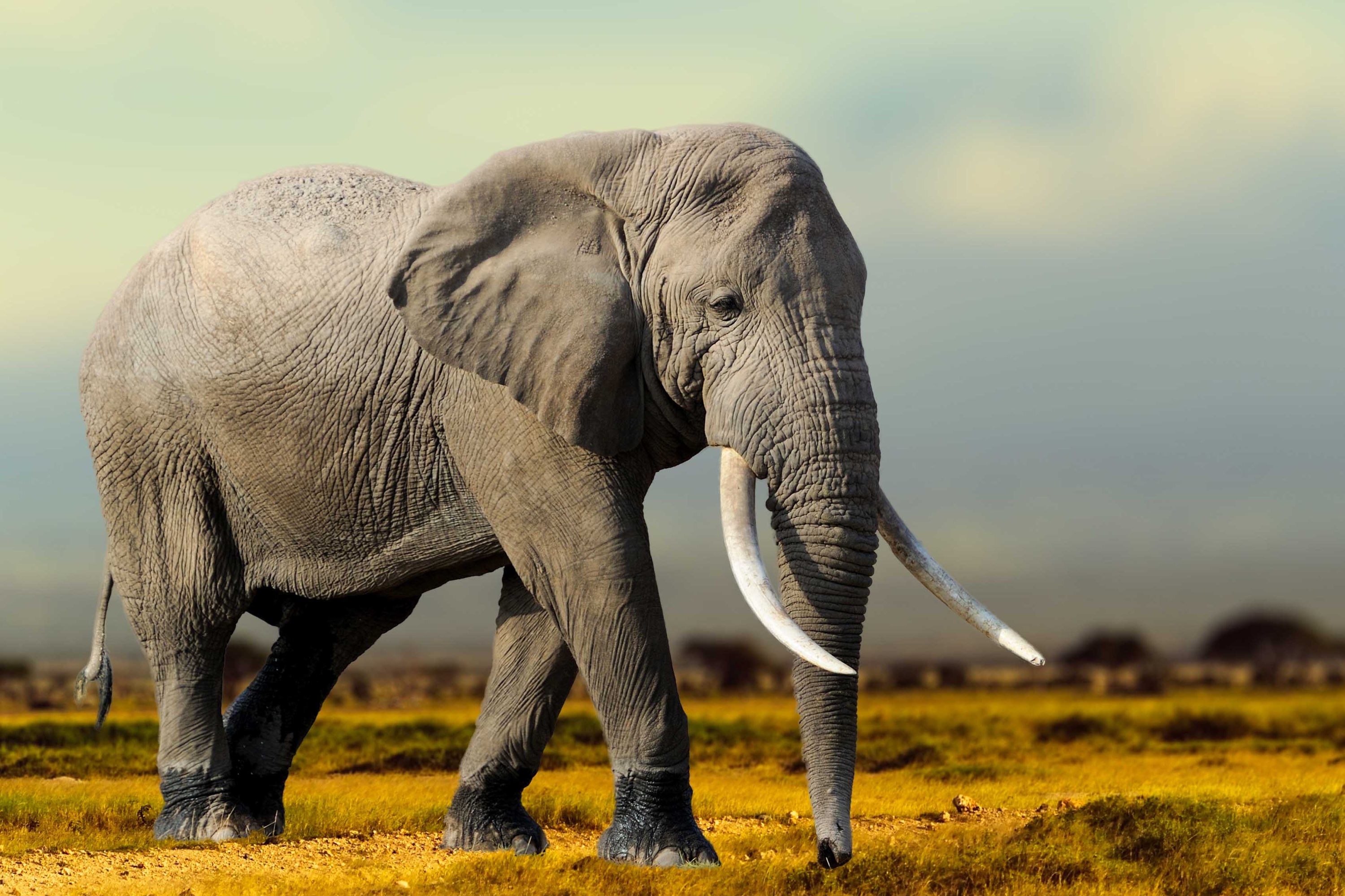 7 Memorable facts about elephants