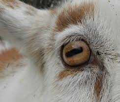 What animal has rectangular pupils?