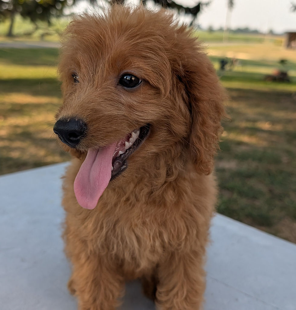 Multi-gen Labradoodles | Ohio | Stamm Farm Labradoodles