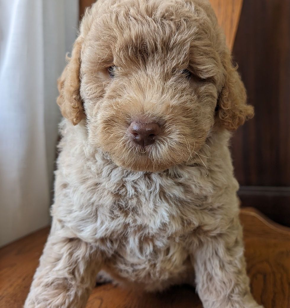 Multi-gen Labradoodles | Ohio | Stamm Farm Labradoodles