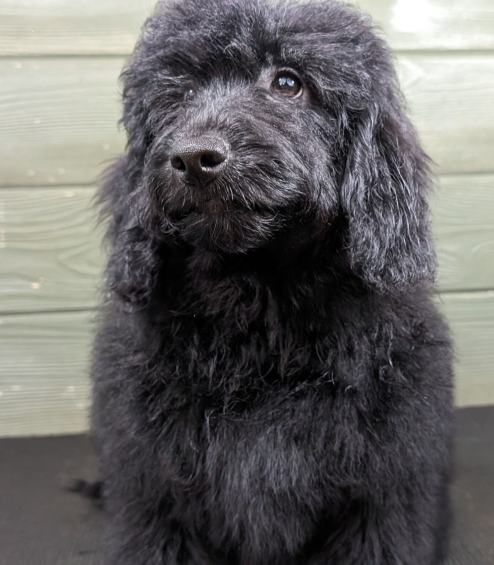 Multi-gen Labradoodles | Ohio | Stamm Farm Labradoodles