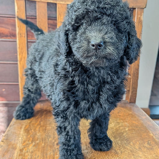 Black Mini Labradoodle Puppy