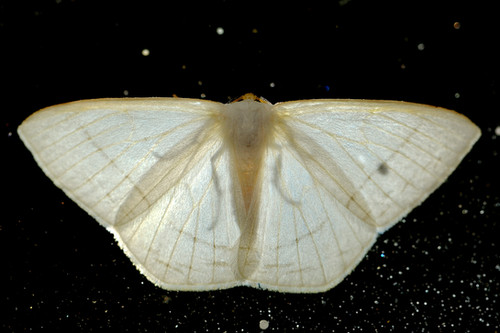 Borboleta Branca | Denise Greco